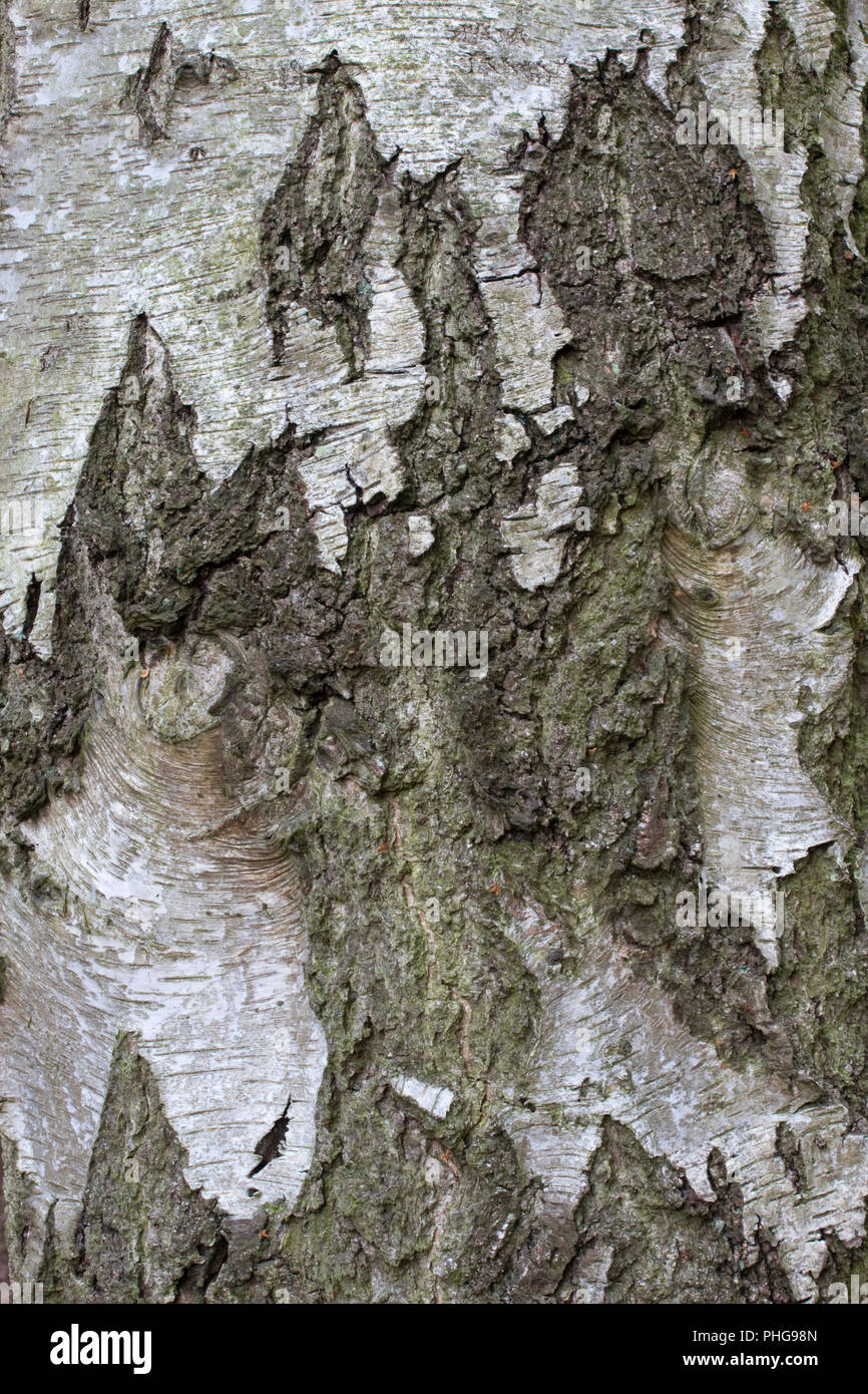 Closeup image of the bark of Silver Birch (Betula pendula) tree Stock ...