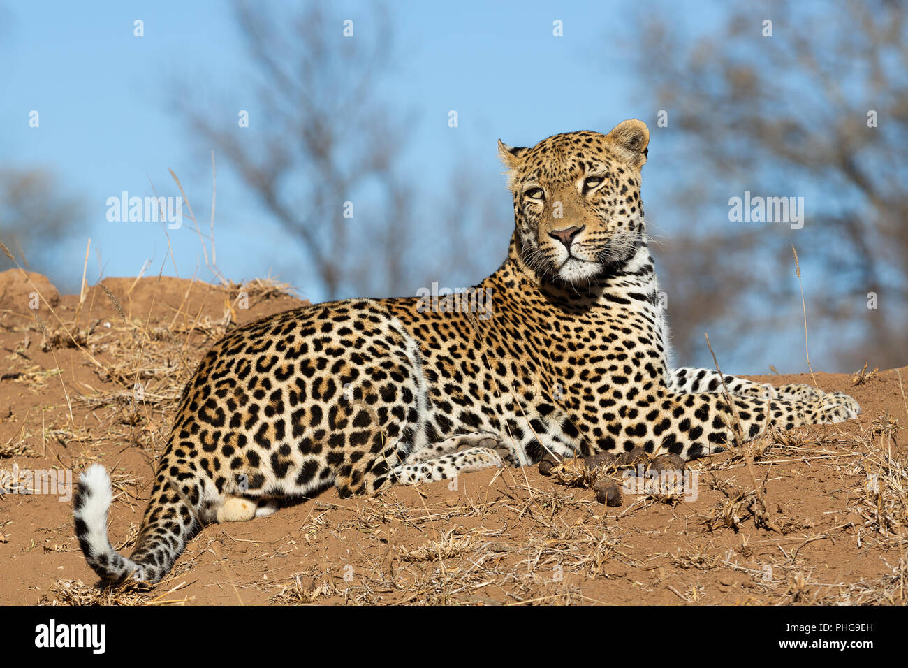 Leopard on a hill with full body perspective in great light - image ...