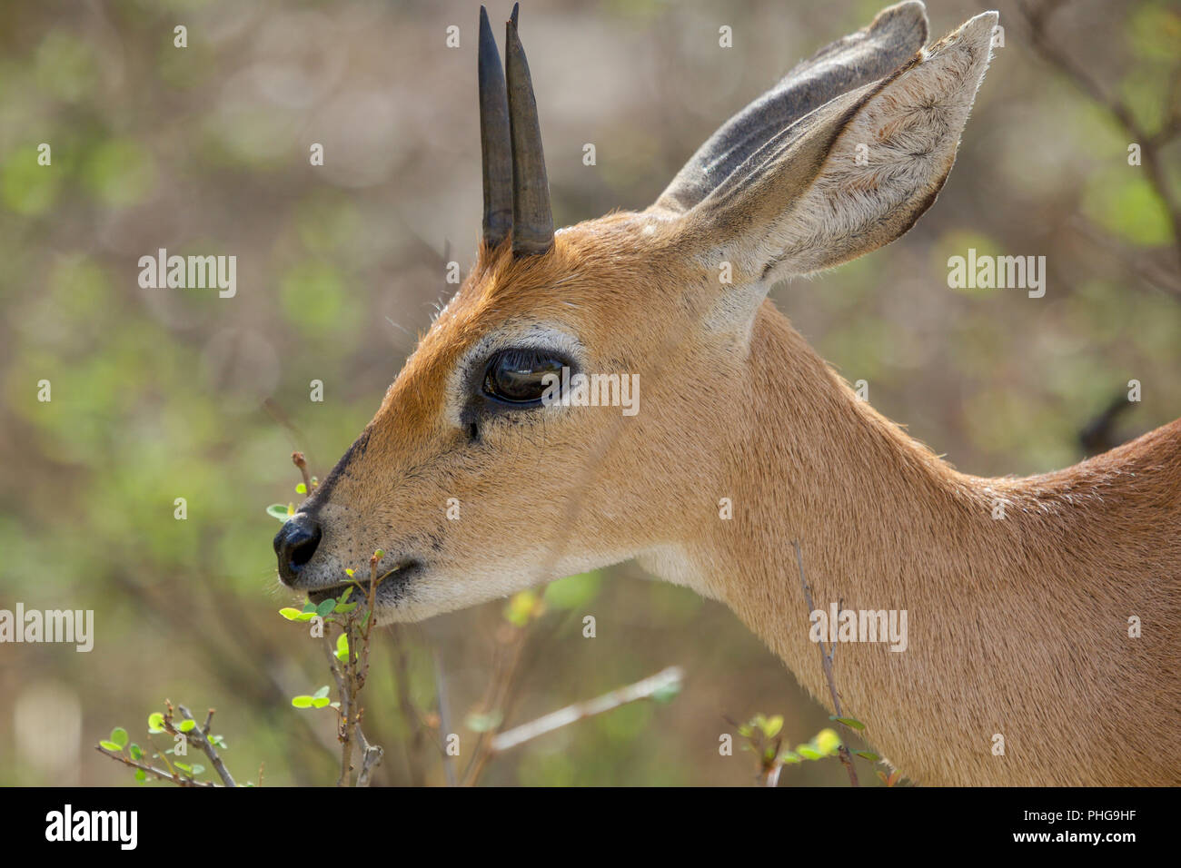 Steenbok in kruger national park hi-res stock photography and images ...
