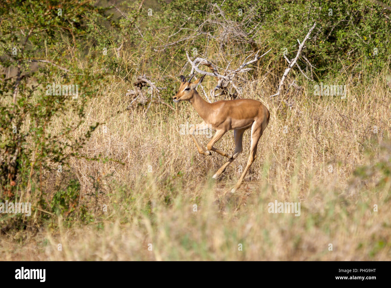 African family dancing hi-res stock photography and images - Alamy
