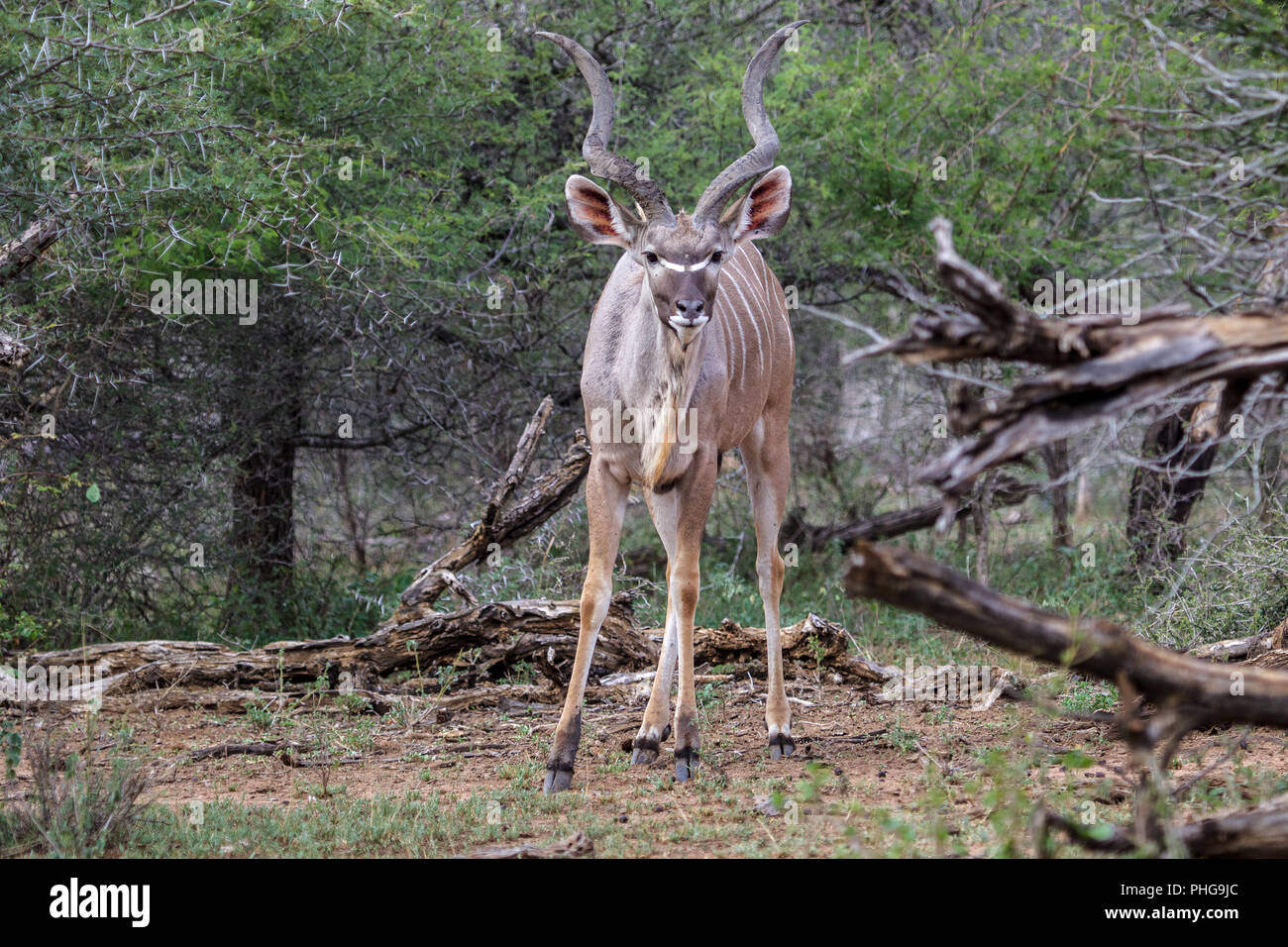 Kudu in kruger national park hi-res stock photography and images - Alamy