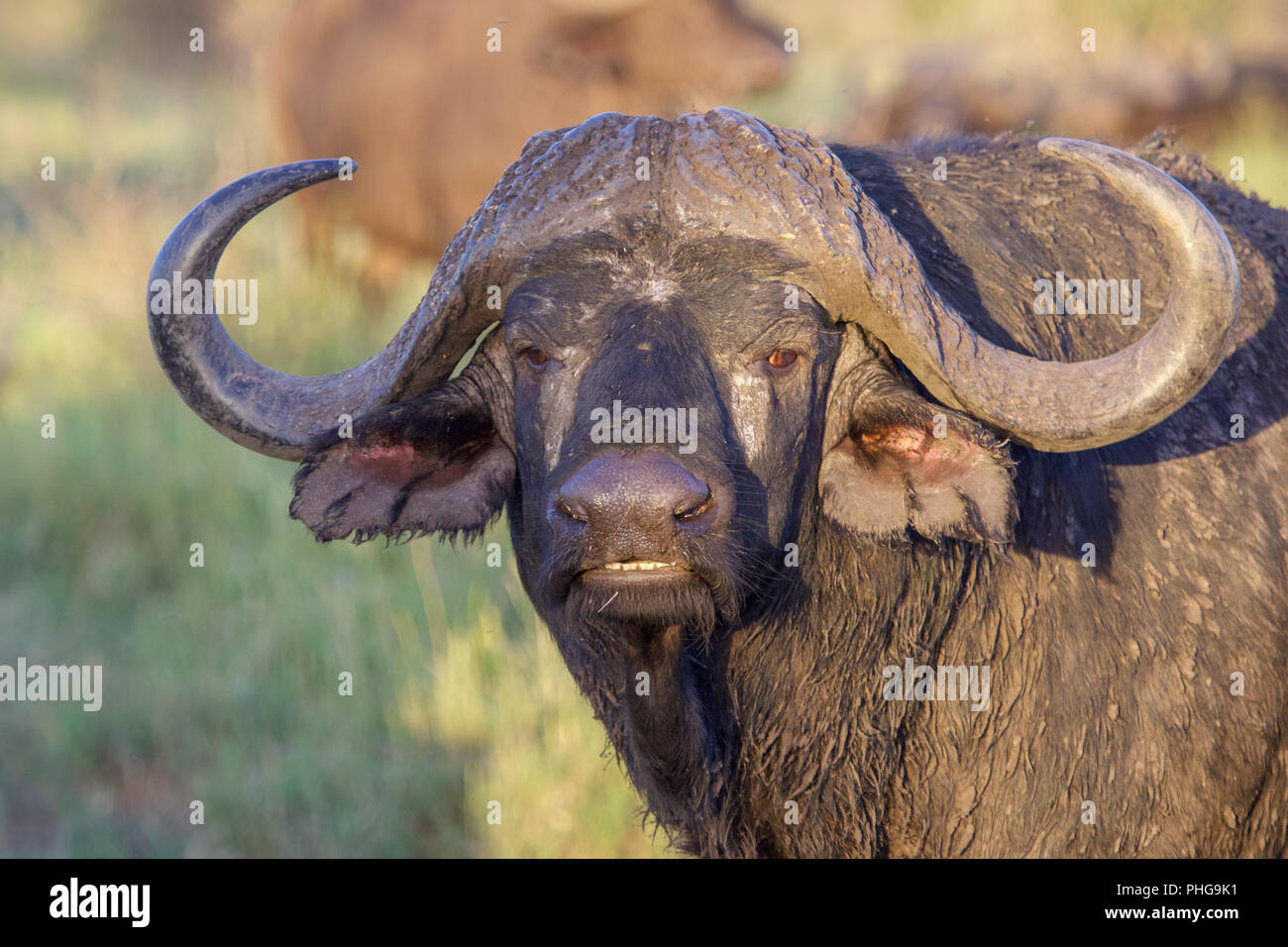 Buffalo portrait white background hi-res stock photography and images ...
