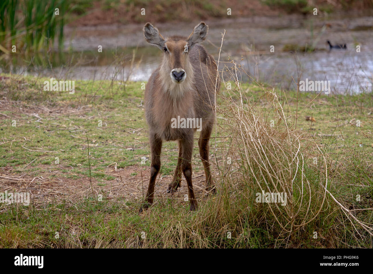 Waterbuck in kruger national park hi-res stock photography and images ...