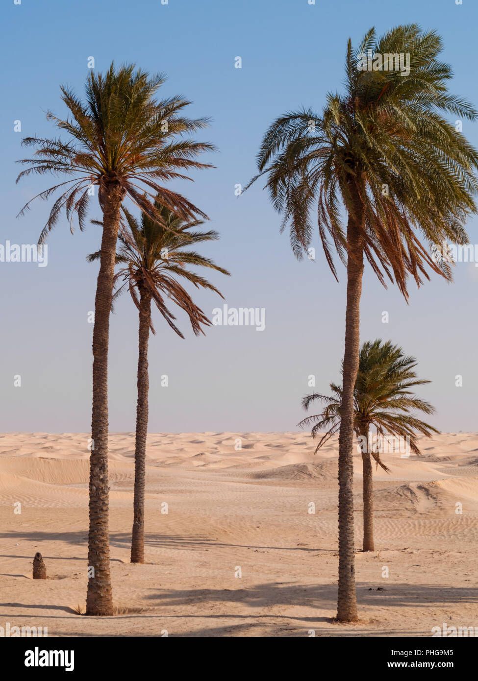 Douz hi-res stock photography and images - Alamy