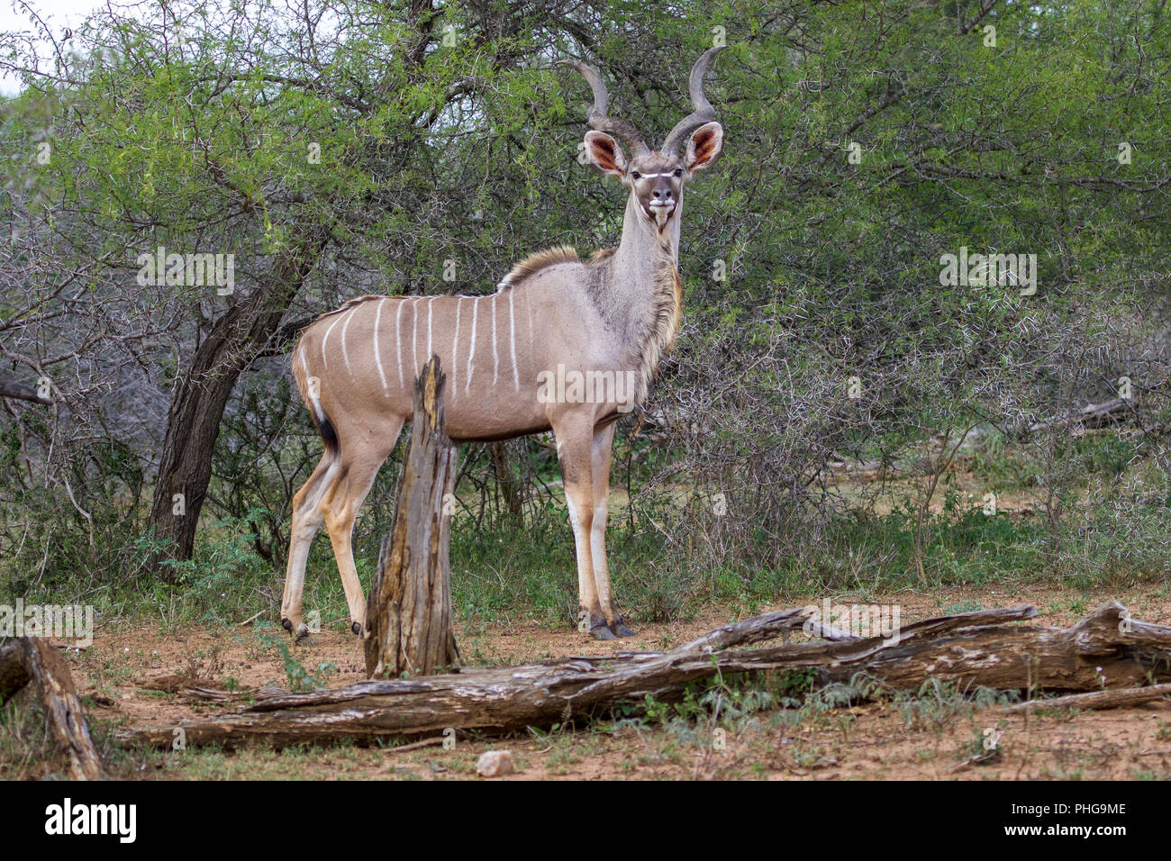 a greater kudu in the Kruger national park South Africa Stock Photo - Alamy
