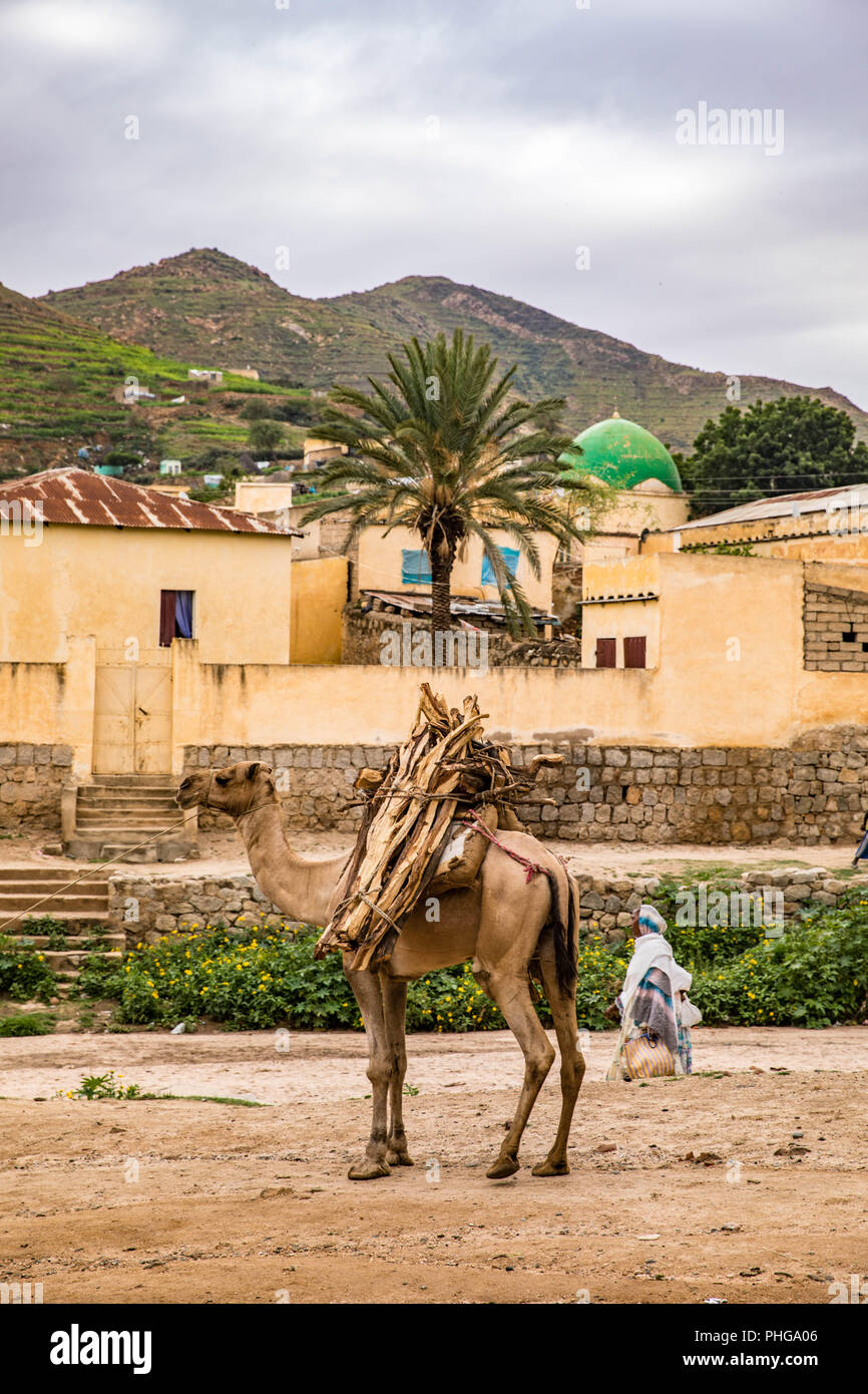 Members of Eritrea's Tigrayan, Bilen, and Tigre tribes congregate along ...