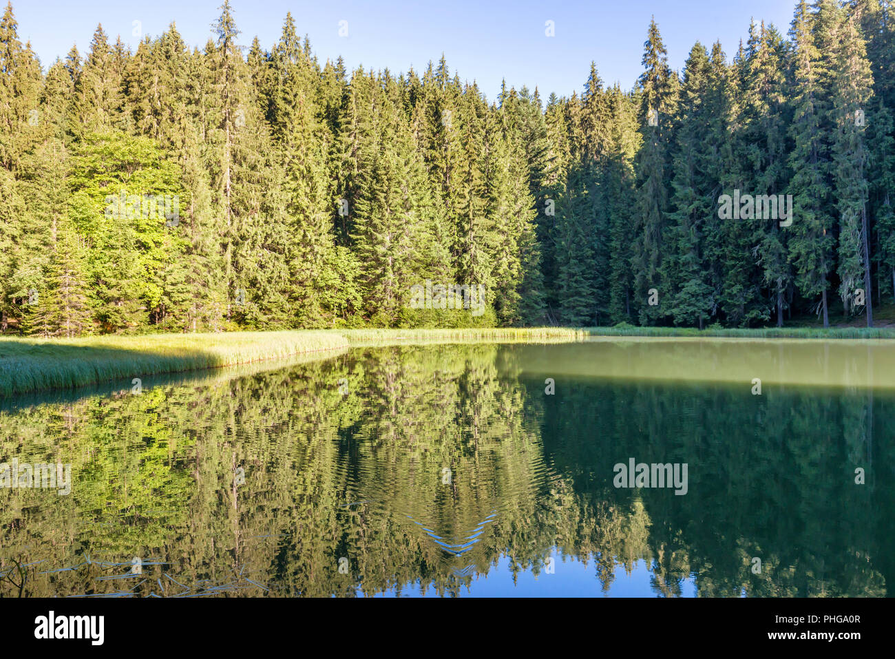 Forest lake in the mountains Stock Photo - Alamy