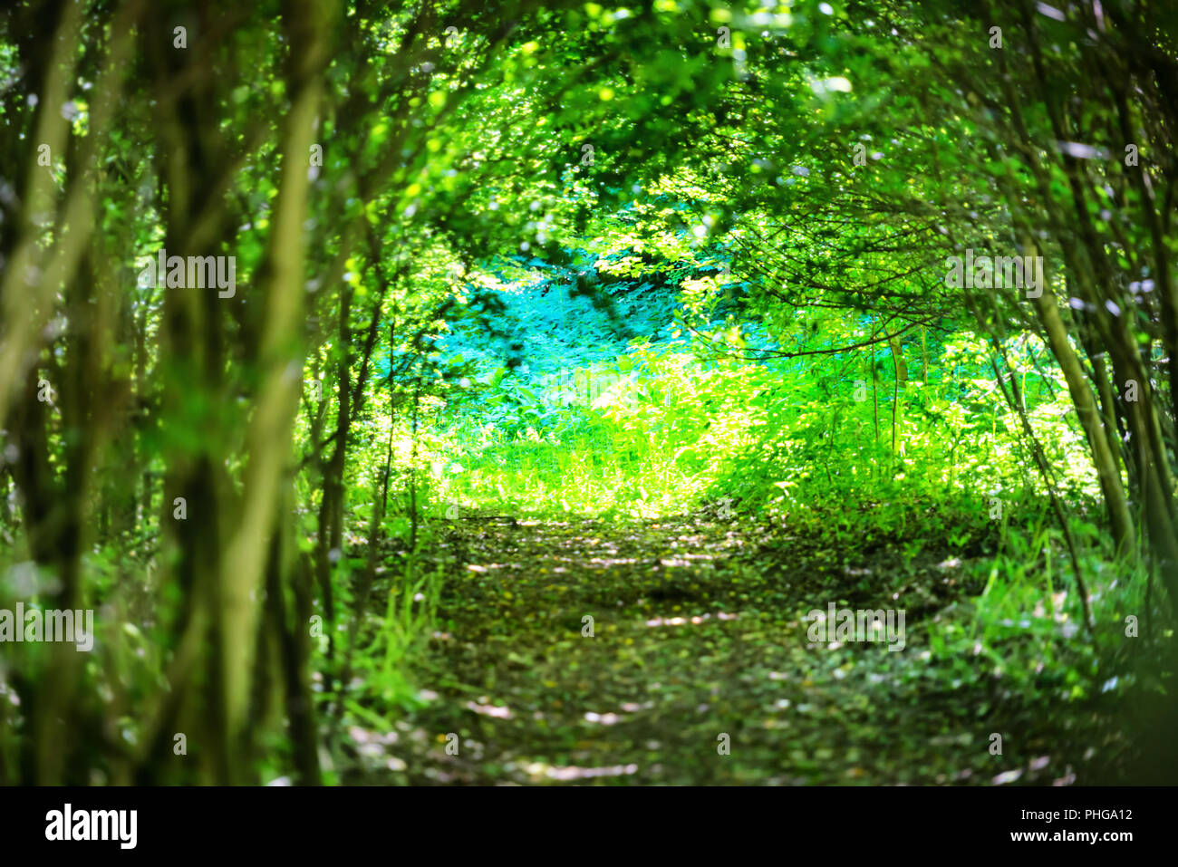 Magical forest path hi-res stock photography and images - Alamy