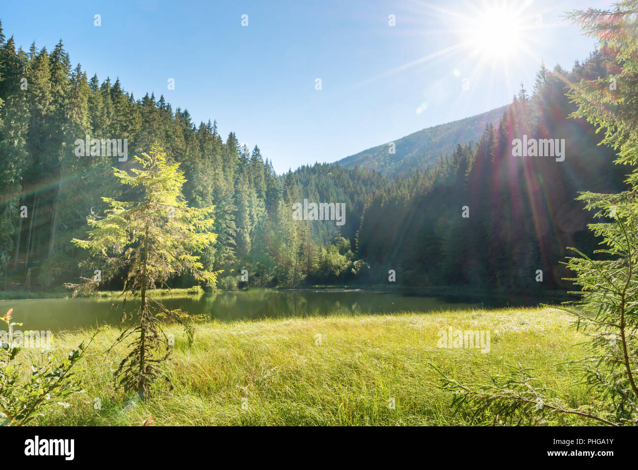 Beautiful lake in wild forest hi-res stock photography and images - Alamy