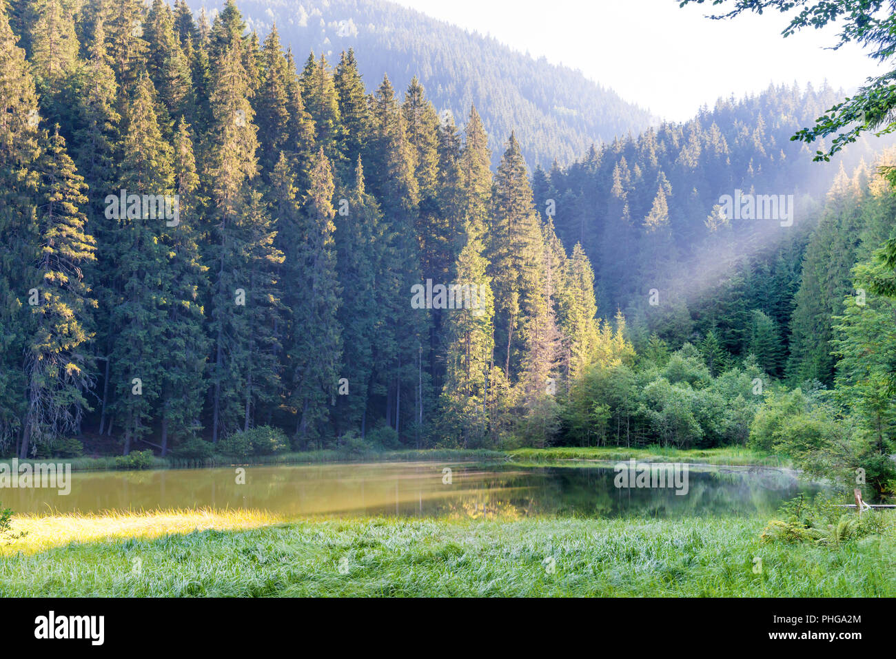Beautiful lake in wild forest hi-res stock photography and images - Alamy