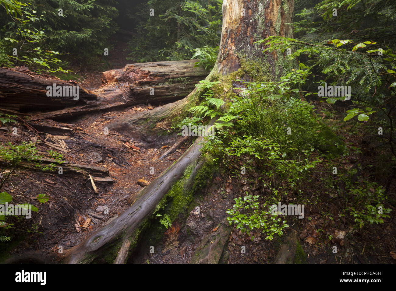 Stump at the Nationalpark Black Forest Stock Photo - Alamy