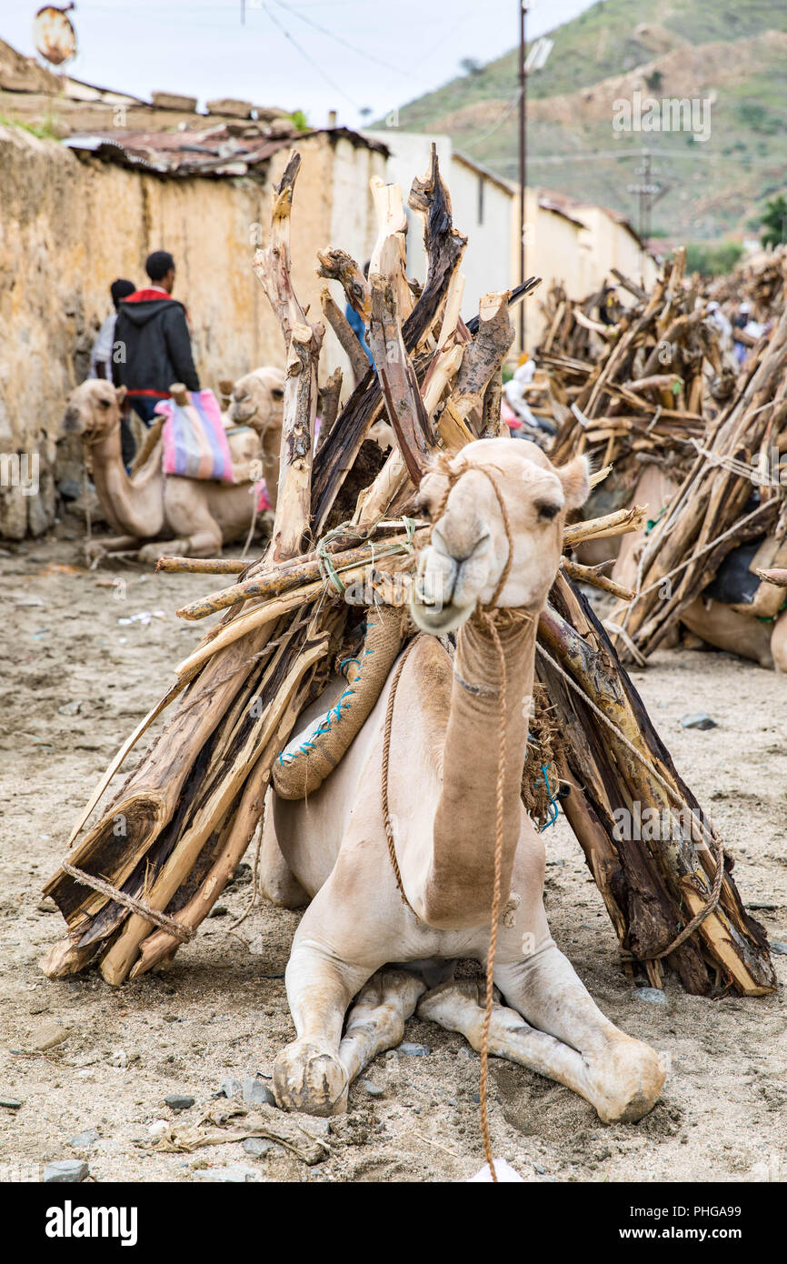 Members of Eritrea's Tigrayan, Bilen, and Tigre tribes congregate along ...
