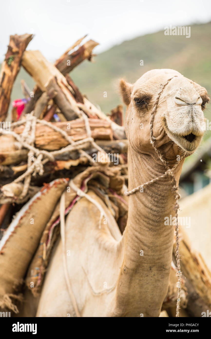 Camels carrying goods hi-res stock photography and images - Alamy