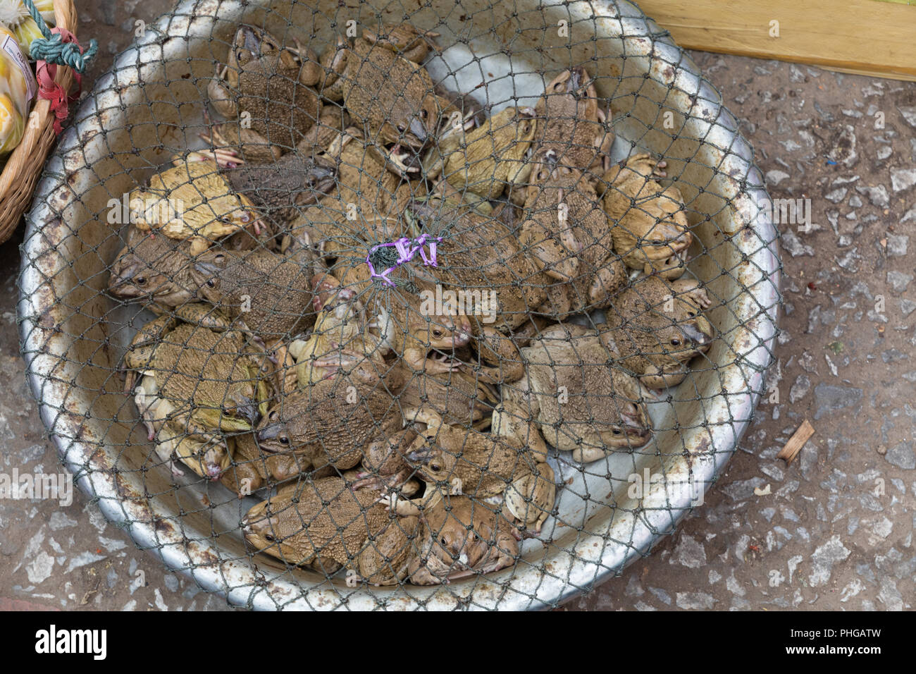 Frogs in the market Stock Photo - Alamy