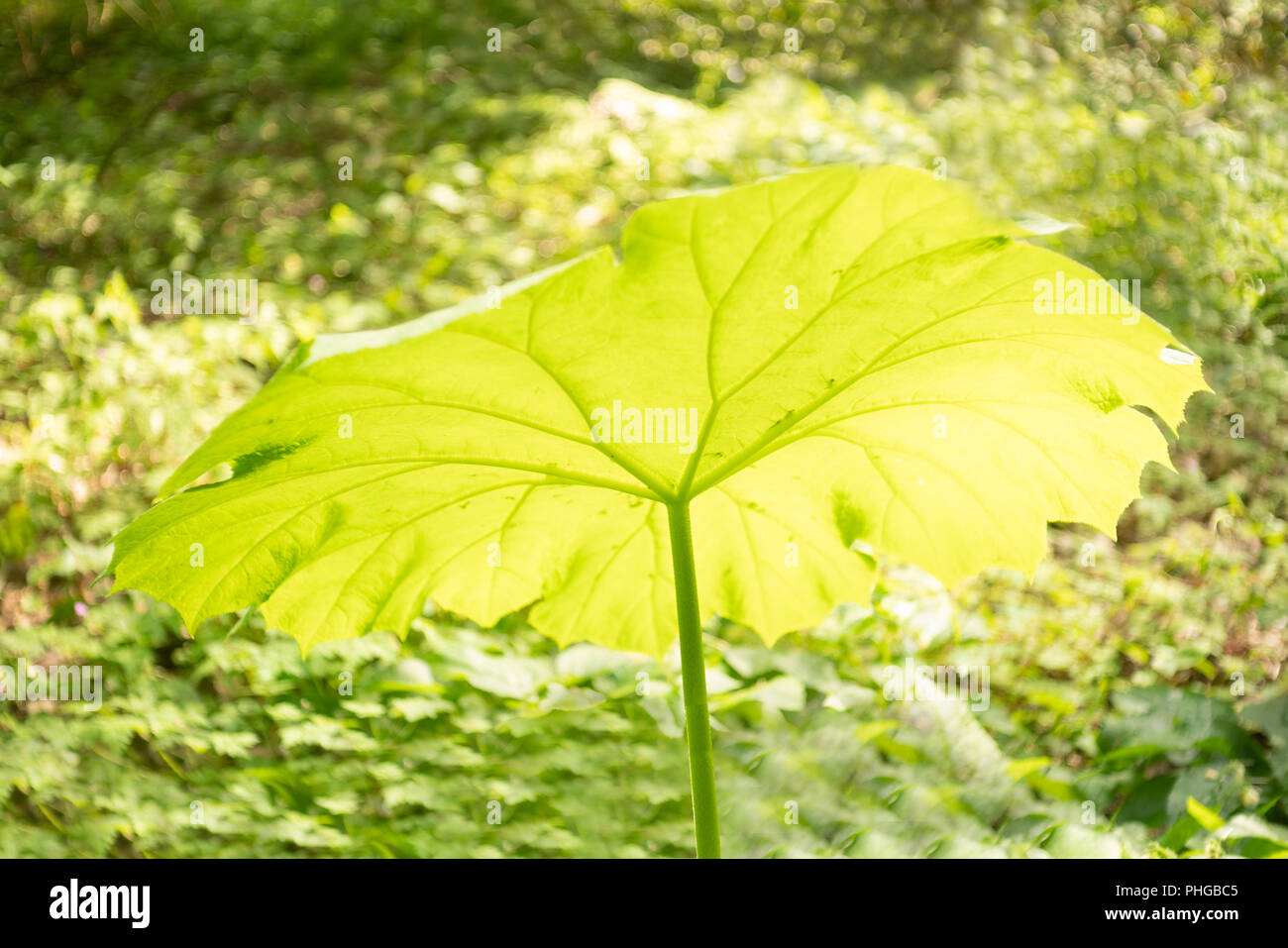 Astilboides tabularis hi-res stock photography and images - Alamy