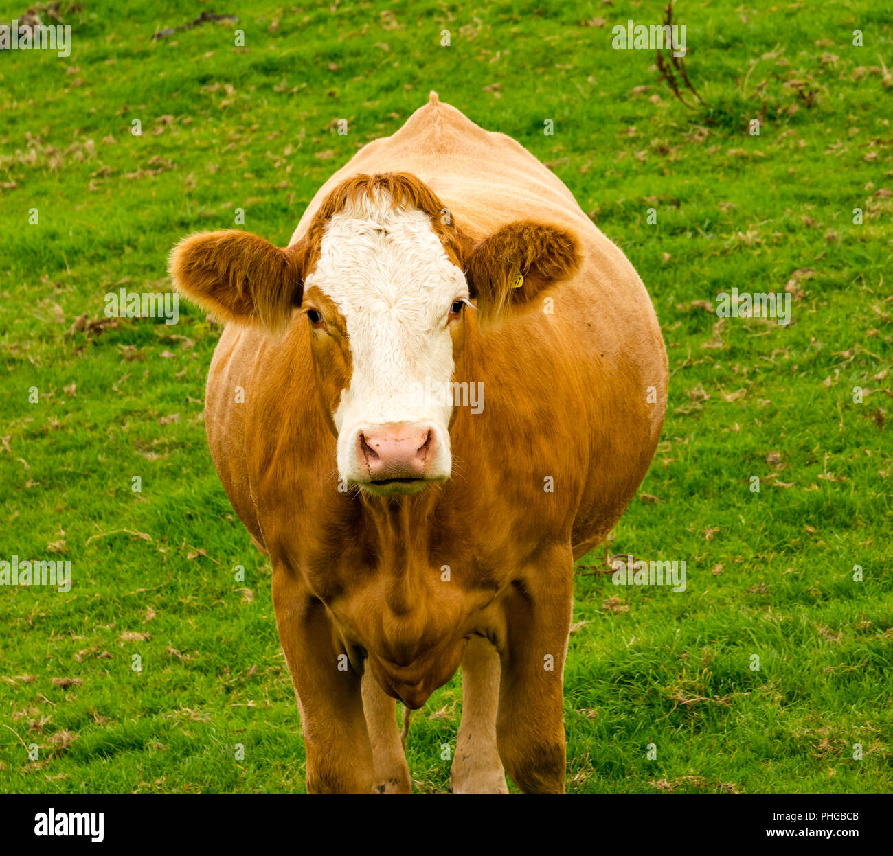 Cow field uk hi-res stock photography and images - Alamy