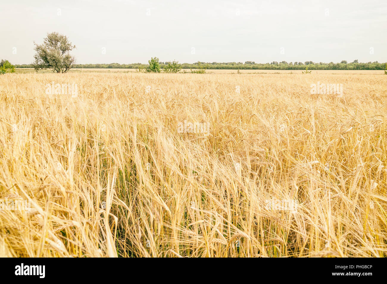 Field with wheat Stock Photo - Alamy