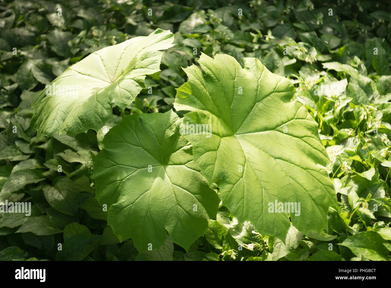 Astilboides tabularis hi-res stock photography and images - Alamy
