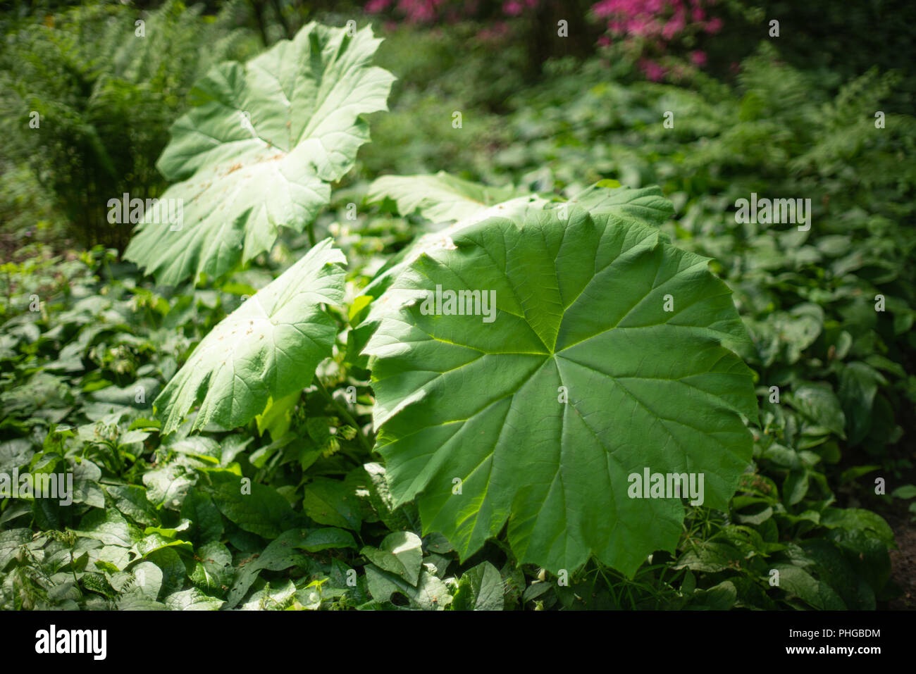 Astilboides tabularis hi-res stock photography and images - Alamy