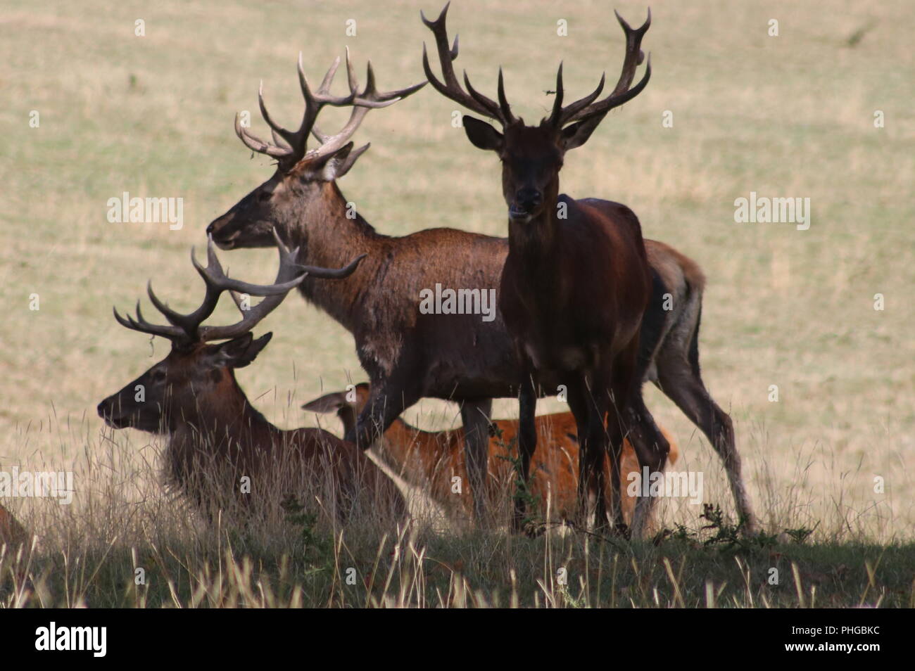 The three stags hi-res stock photography and images - Alamy