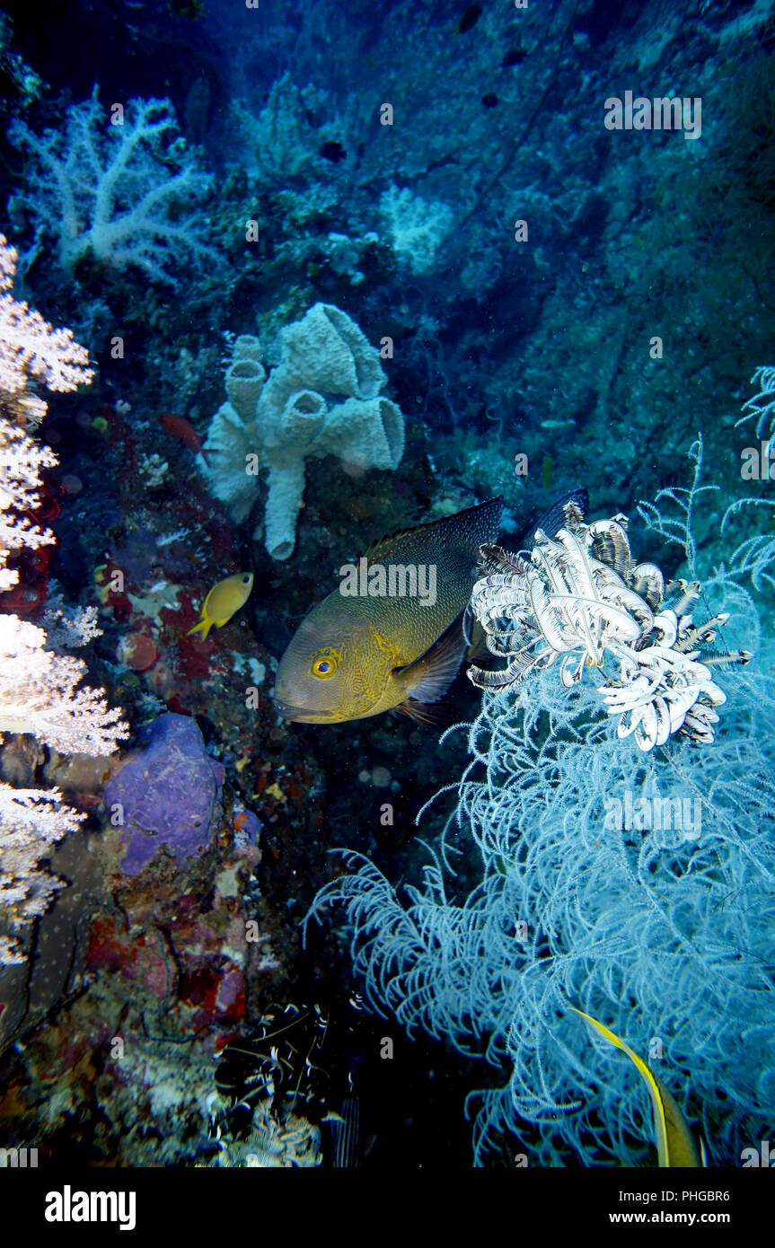 Macolor hi-res stock photography and images - Alamy