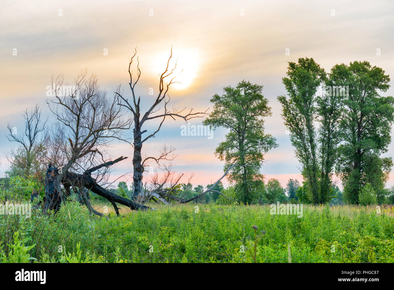 Sunset over trees on the field Stock Photo - Alamy