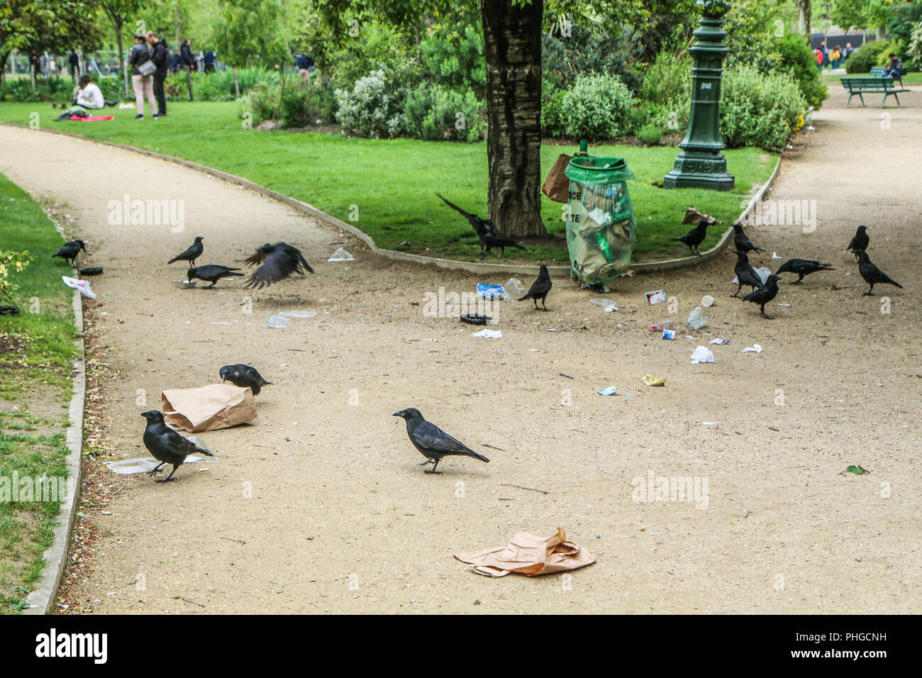 Bird eating garbage hi-res stock photography and images - Alamy