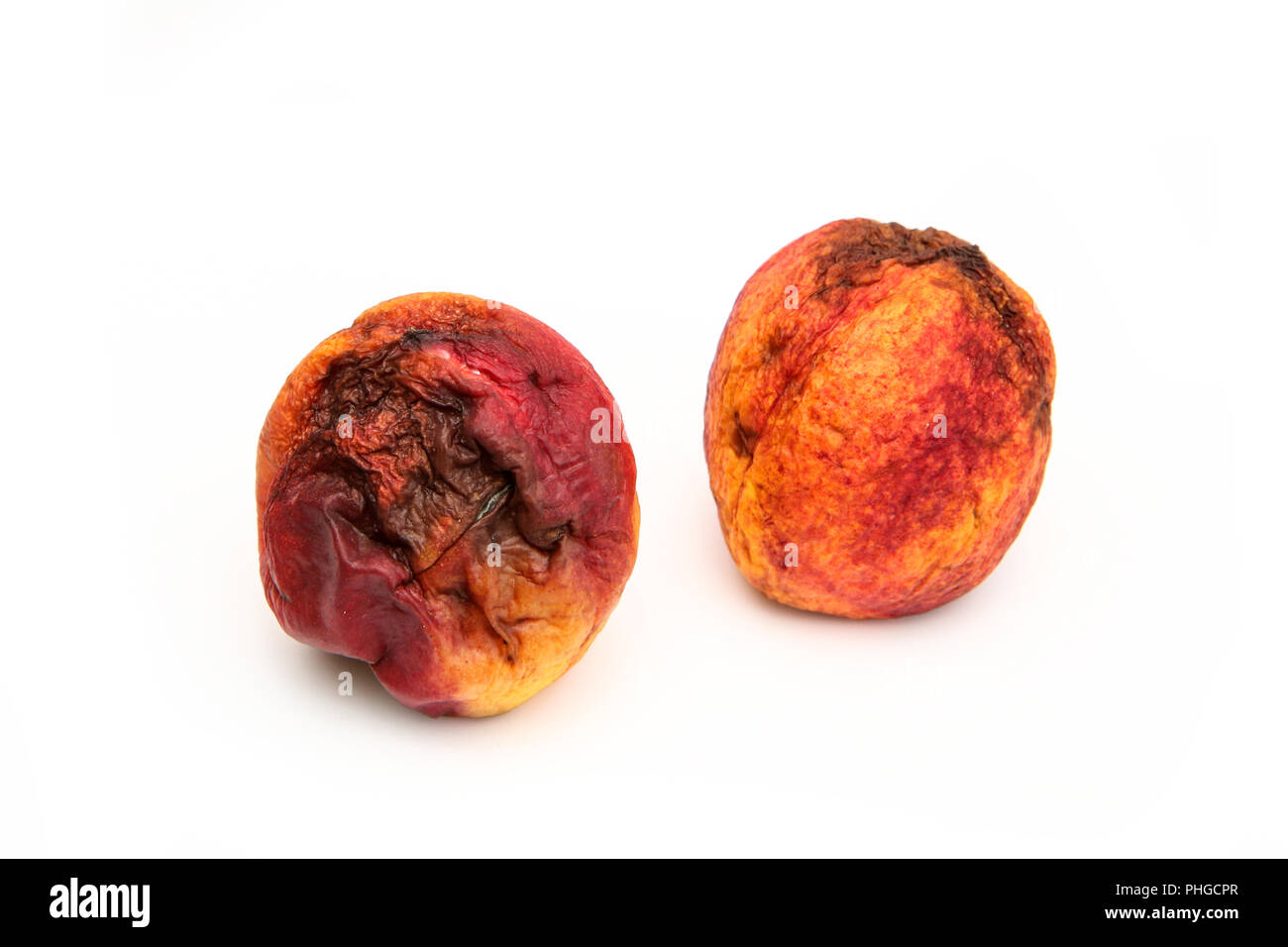 A picture of two rotten nectarines. The shape is deformed and they are ...