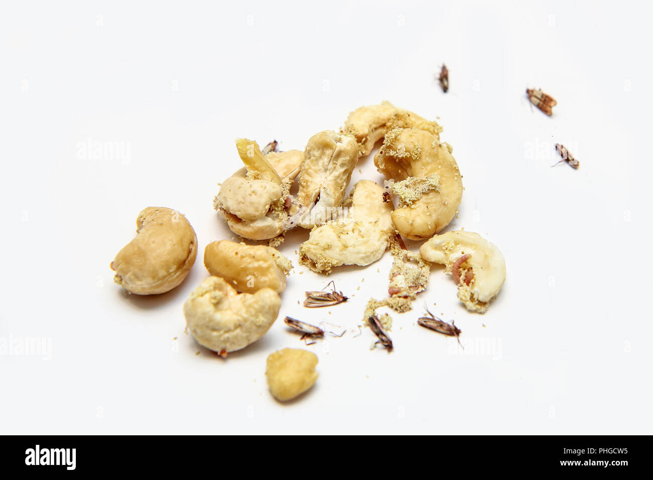 A picture of cashew nuts infested with caterpillars and butterflies of ...