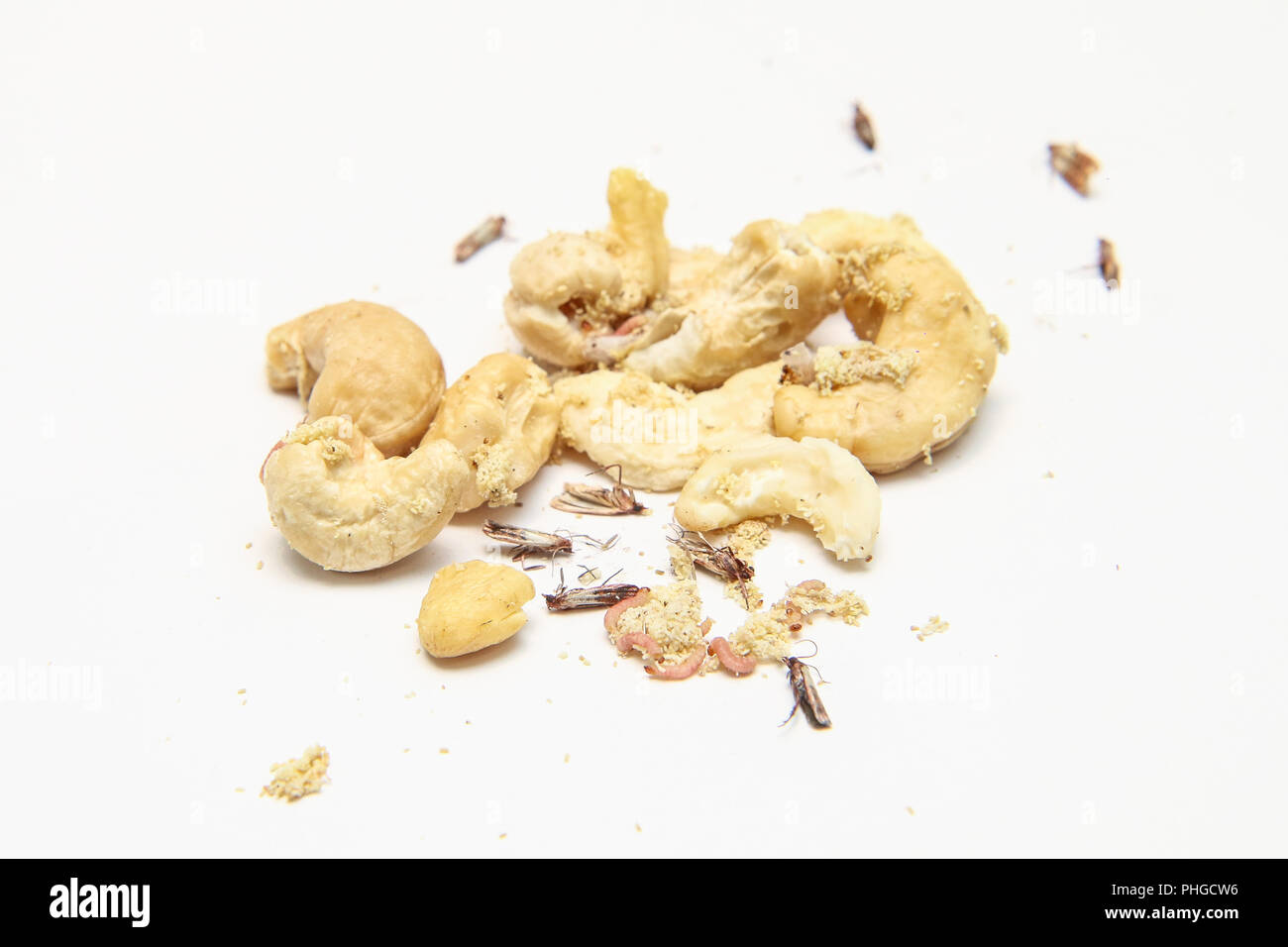 A picture of cashew nuts infested with caterpillars and butterflies of ...