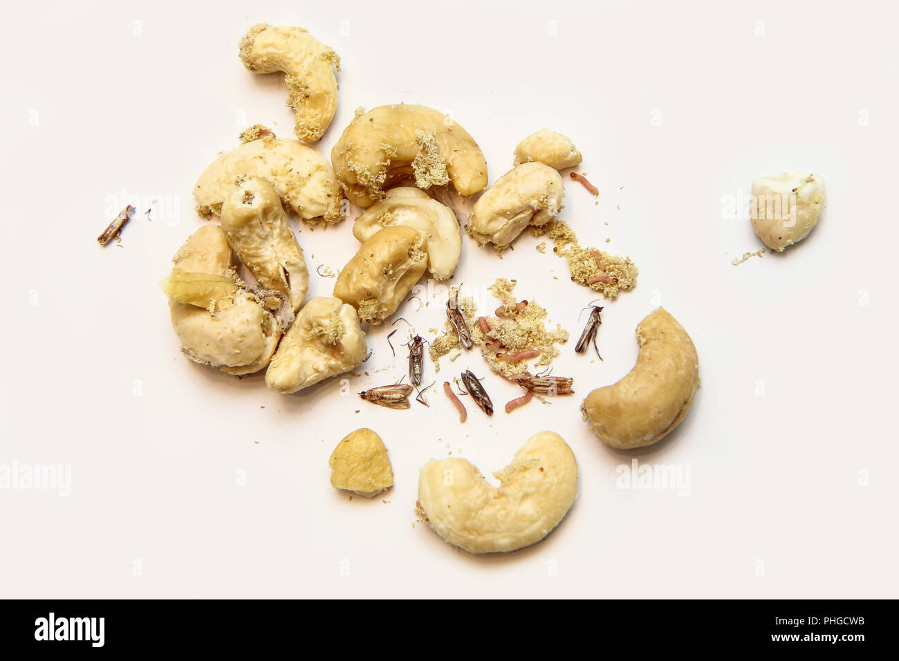 A picture of cashew nuts infested with caterpillars and butterflies of ...