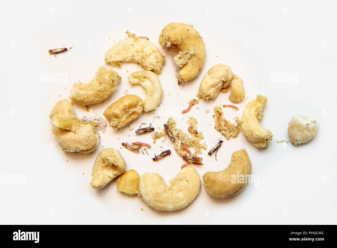 A picture of cashew nuts infested with caterpillars and butterflies of ...
