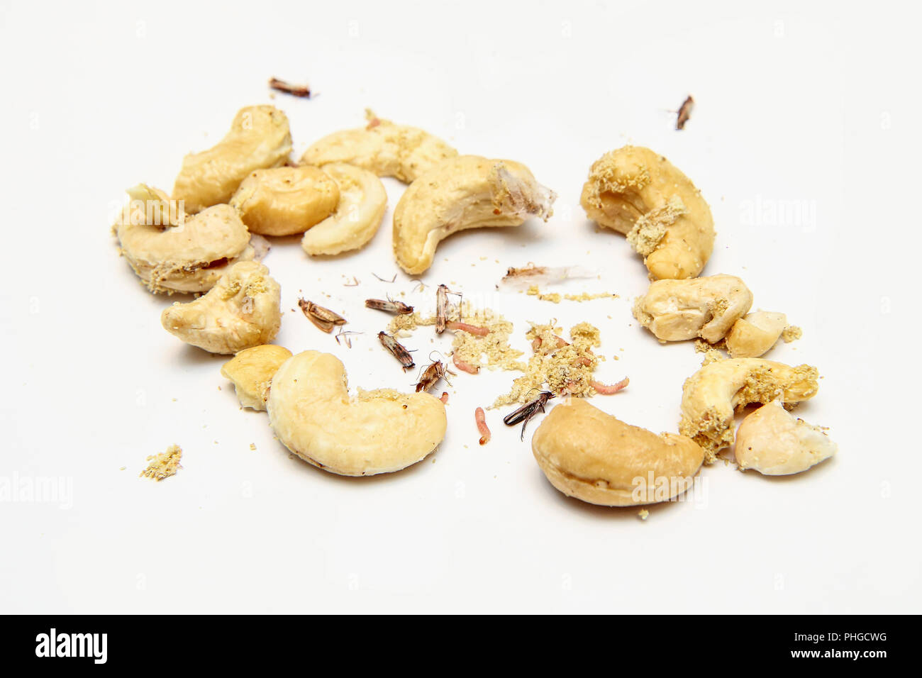 A picture of cashew nuts infested with caterpillars and butterflies of ...