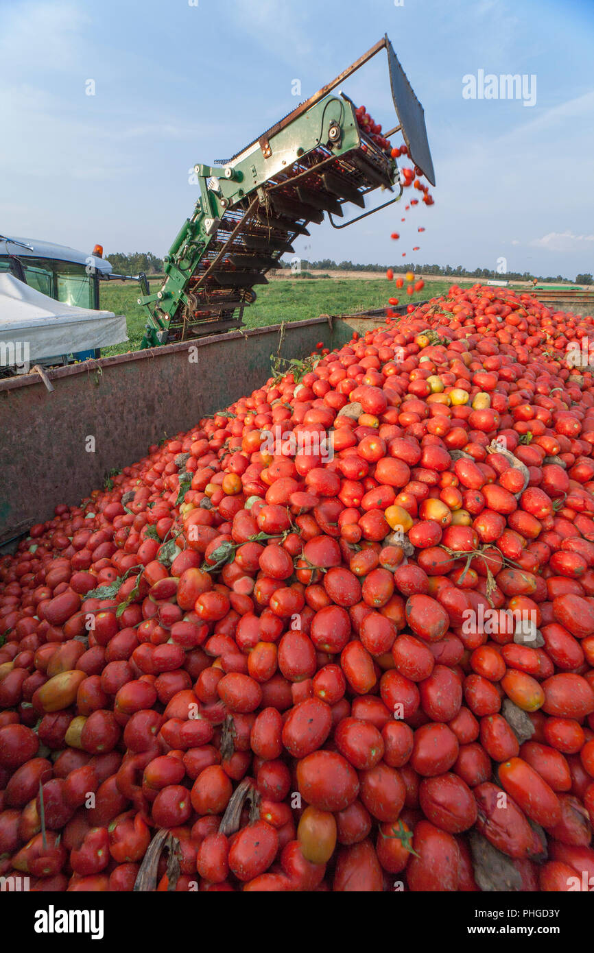 Self-propelled tomato harvester at work. Conveyor belt detail loading ...