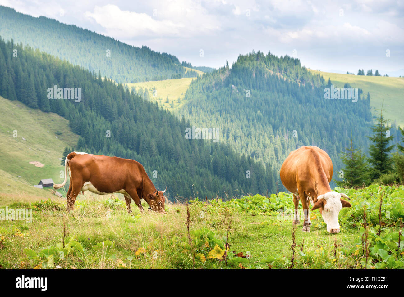 Green mountains field hi-res stock photography and images - Alamy