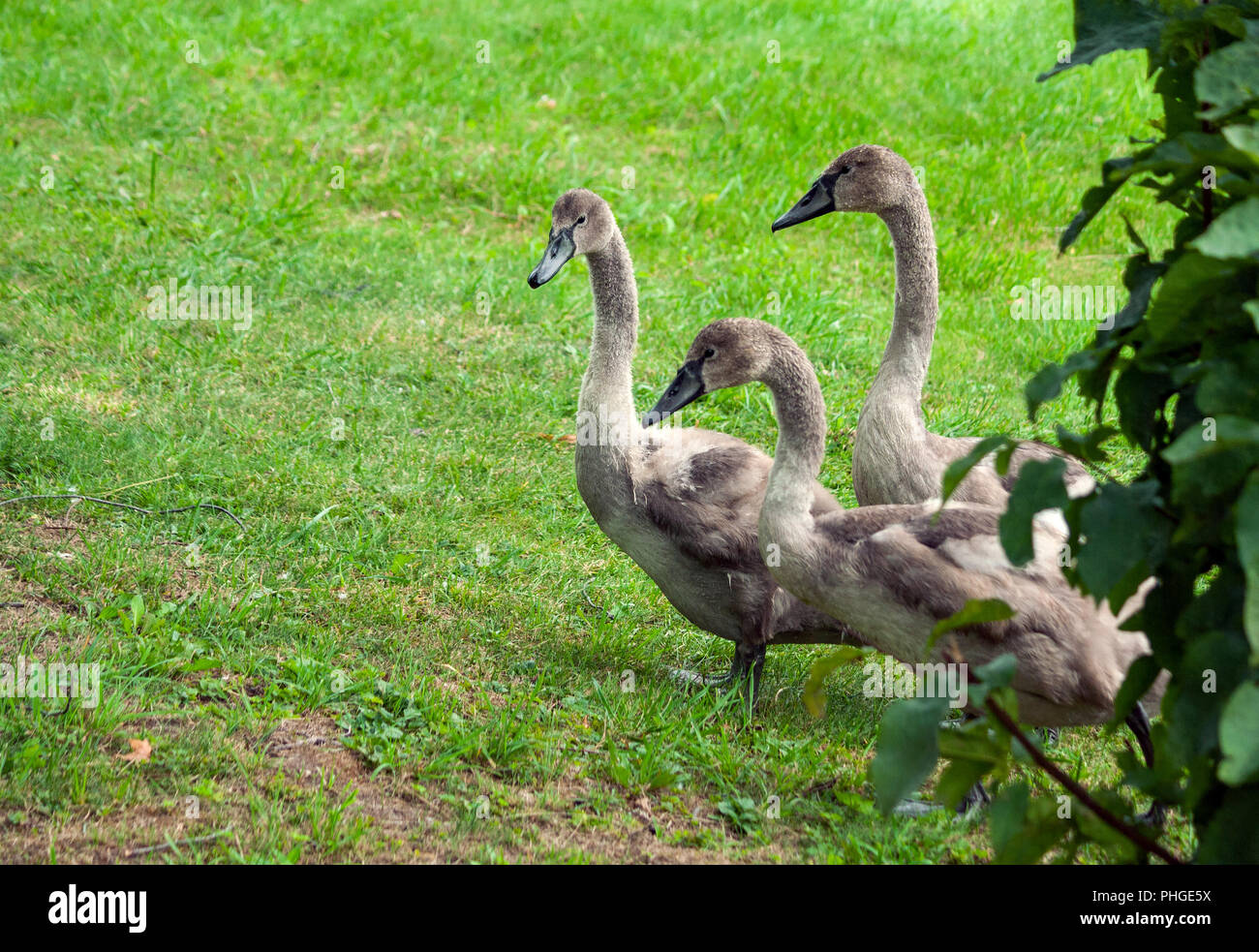 three young swan fledglings are walking along, coming out from behind a ...