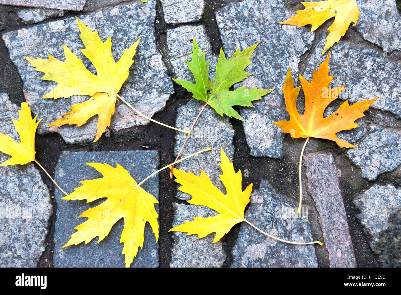 Colorful autumn leaves on the stone Stock Photo - Alamy