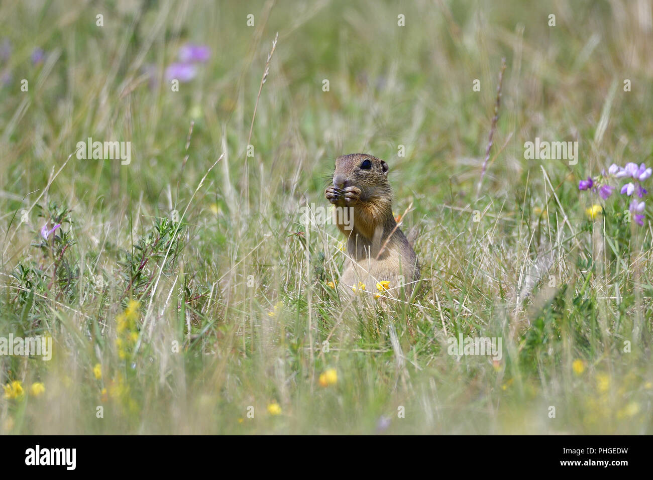 Spermophilus or Citellus Stock Photo - Alamy