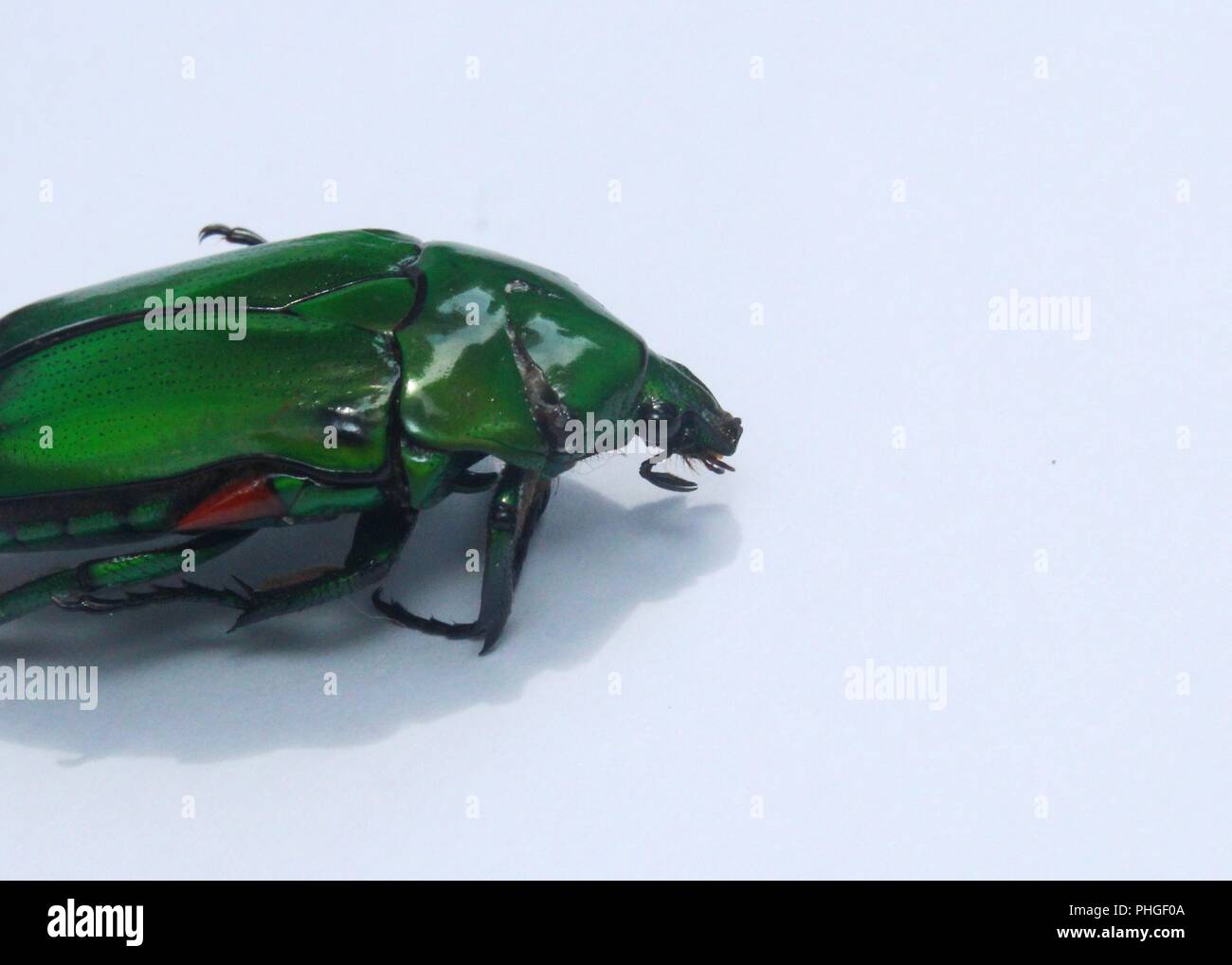 close up of a luminous green color insect, dung beetle, sacred scarab ...