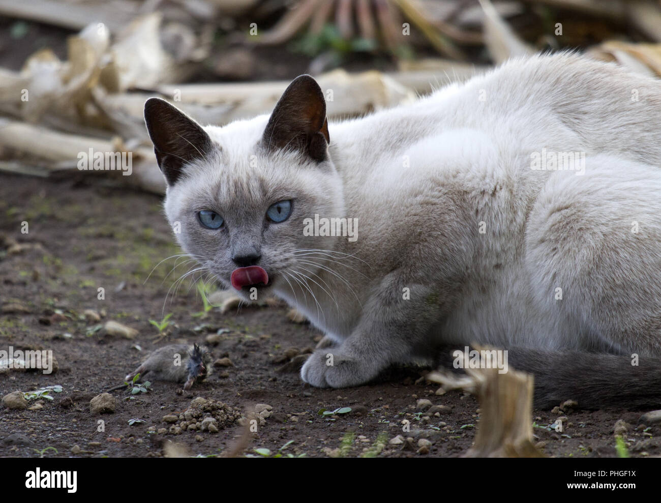 Mausjagd hi-res stock photography and images - Alamy