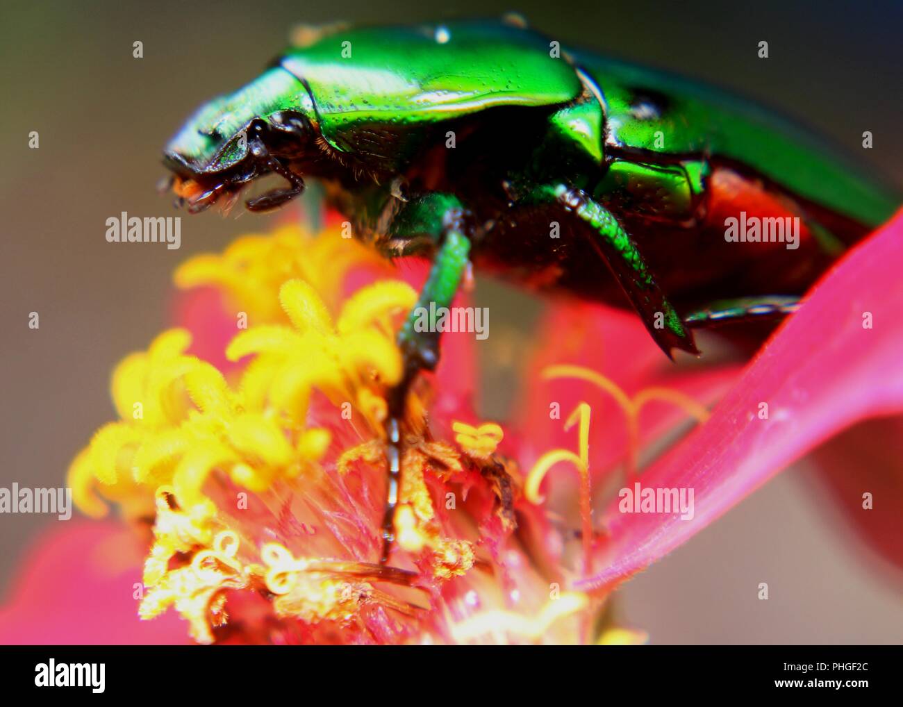 Sri lanka insekt hi-res stock photography and images - Alamy