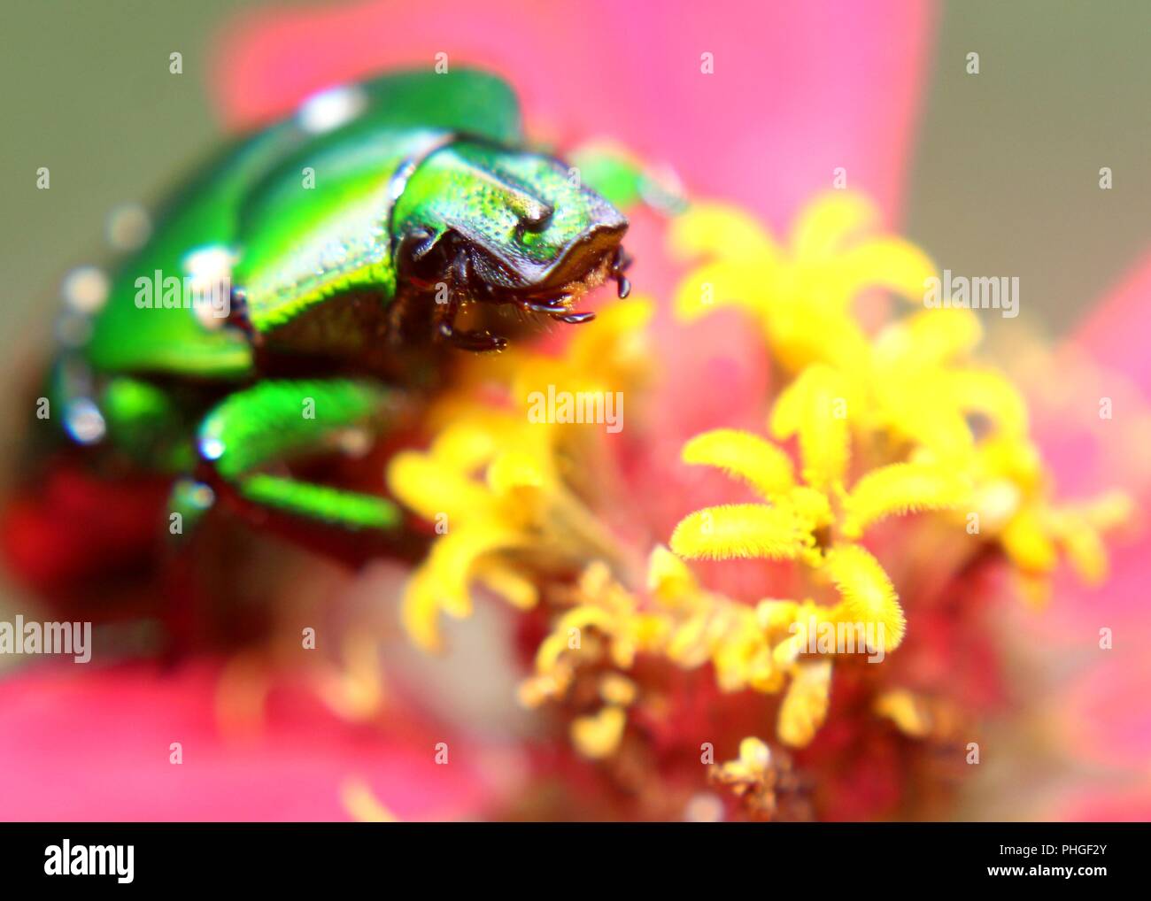 close up of a luminous green color insect, dung beetle, sacred scarab ...
