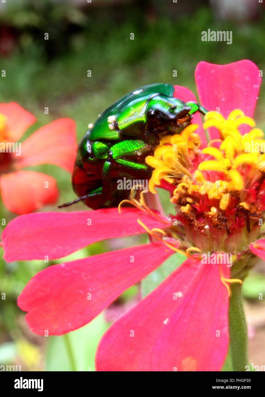 Sri lanka insekt hi-res stock photography and images - Alamy