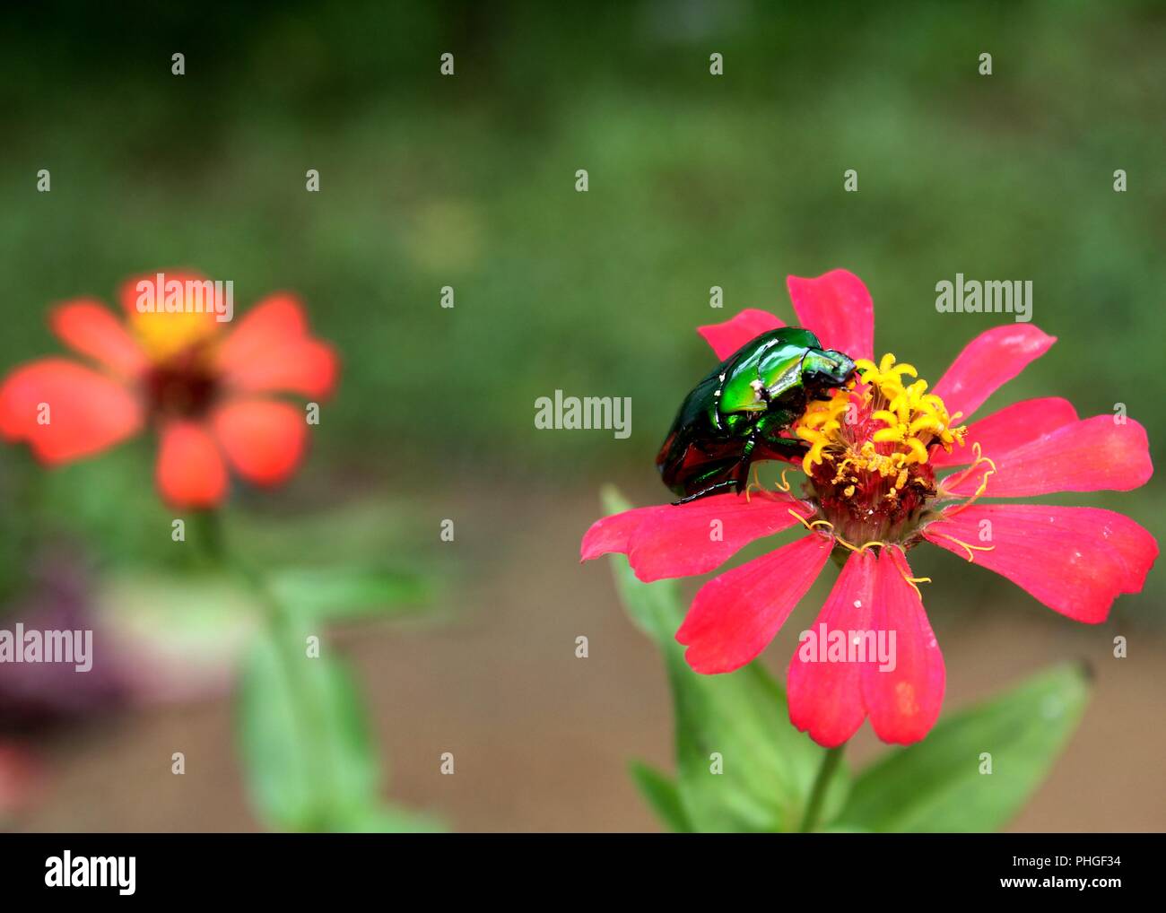 Sacred Scarab Beetle Stock Photos & Sacred Scarab Beetle Stock Images ...