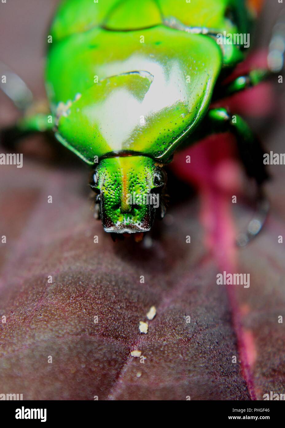 close up of a luminous green color insect, dung beetle, sacred scarab ...