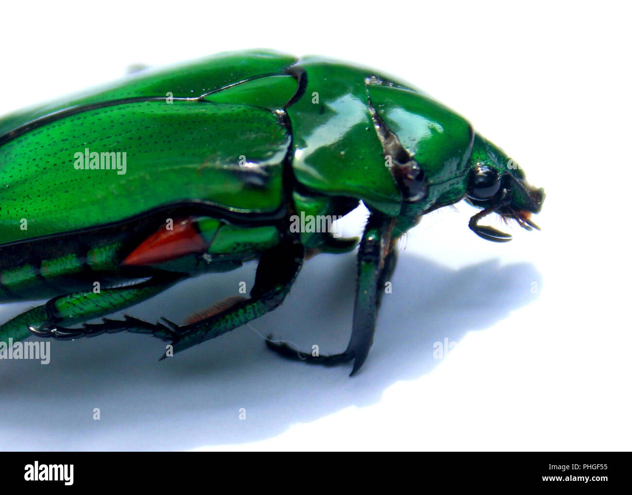 Sri lanka insekt hi-res stock photography and images - Alamy