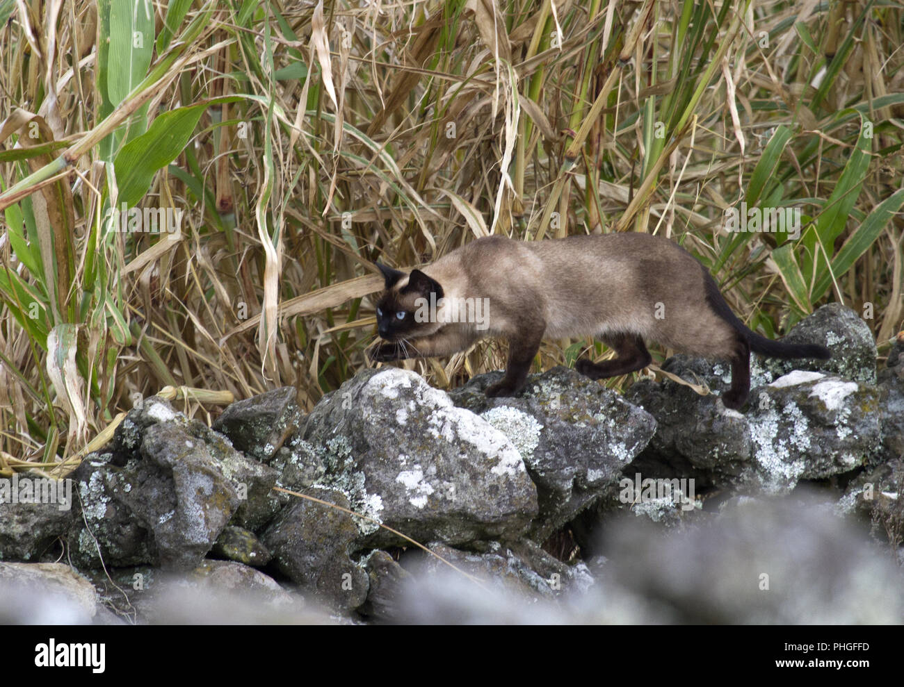 Portugal cat hi-res stock photography and images - Alamy