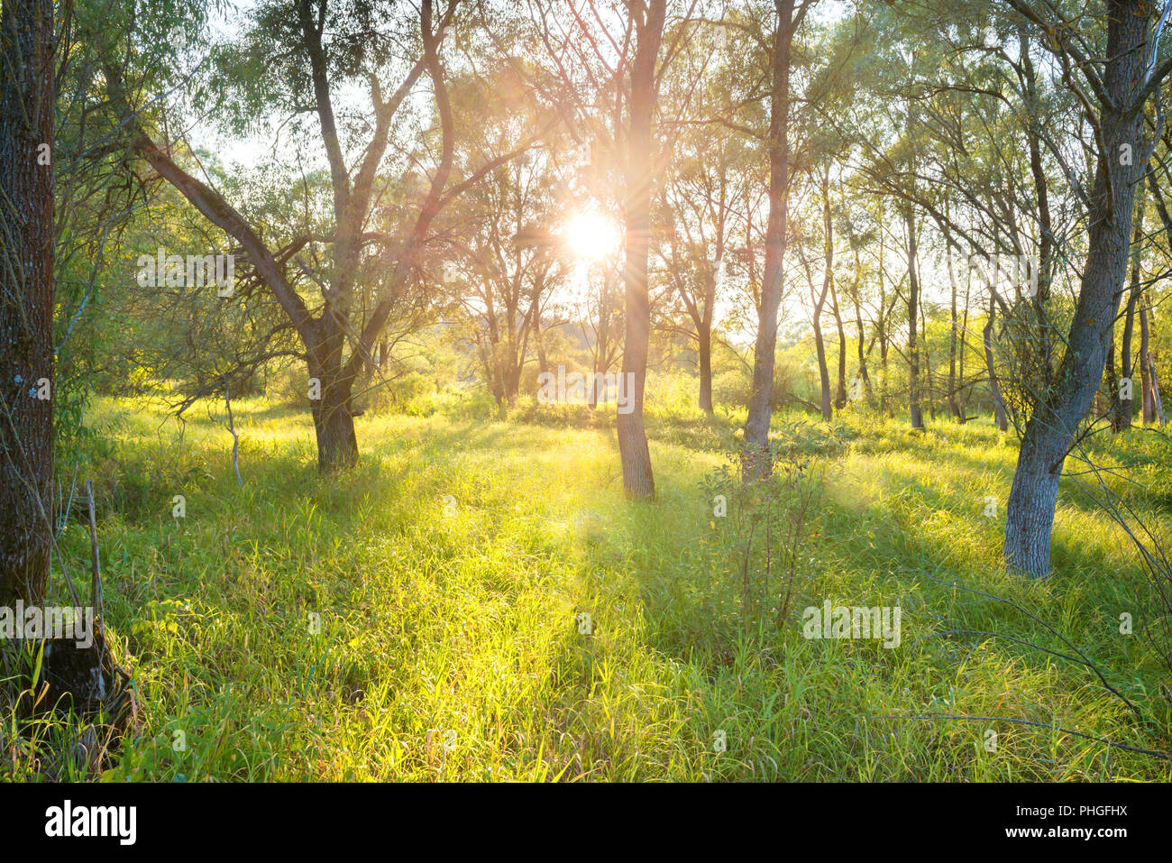 Sunny park and hi-res stock photography and images - Alamy