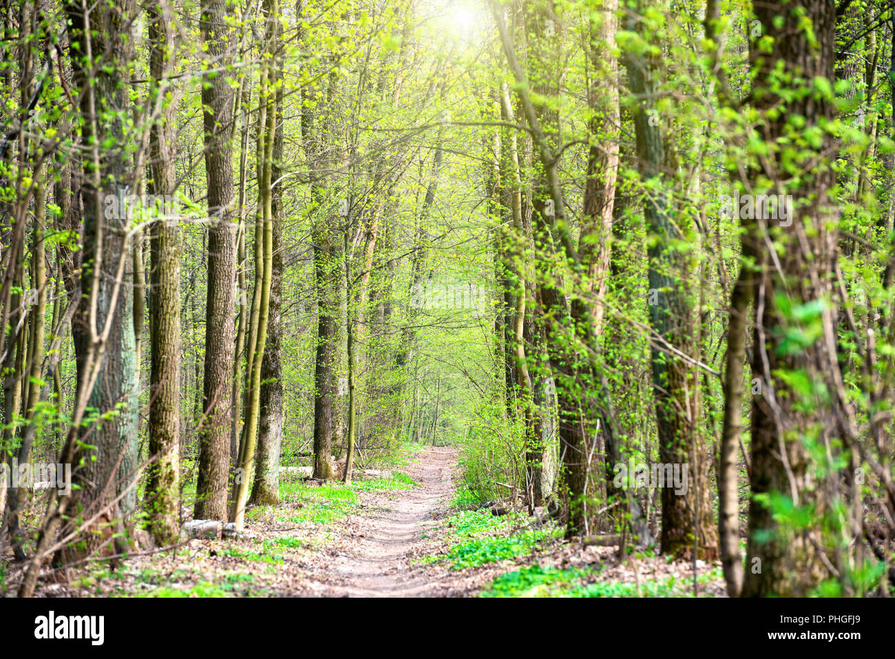 Dark forest road spring hi-res stock photography and images - Alamy