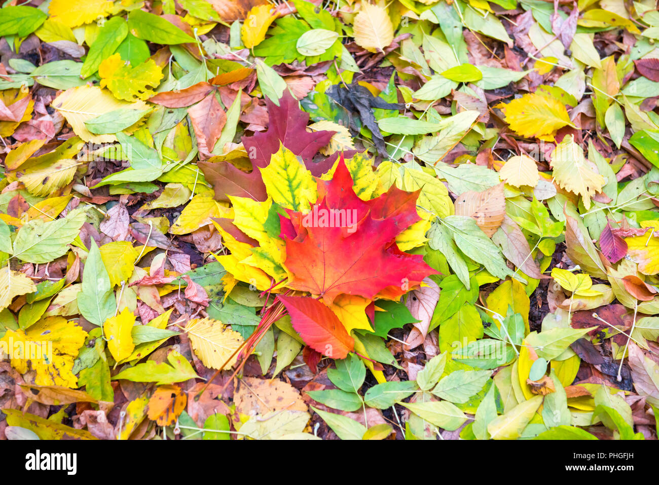 Colorful flo hi-res stock photography and images - Alamy